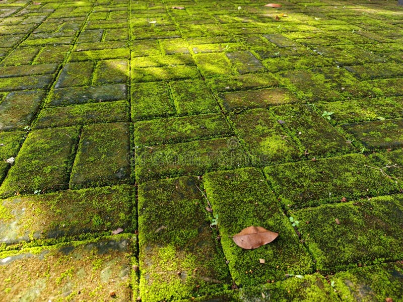 Mossy Cobblestone Path Autumn Leaf Stock Photos - Free & Royalty-Free ...