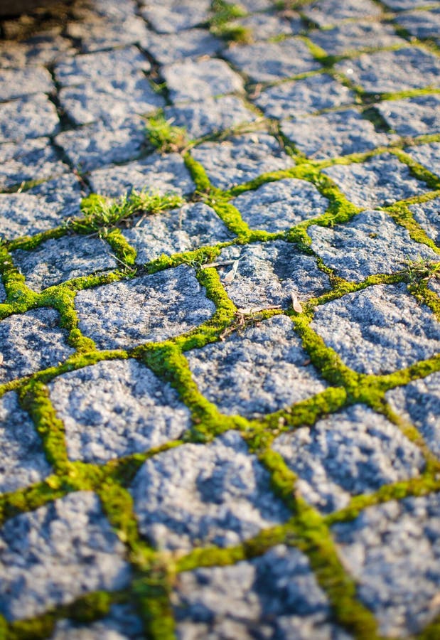 Mossy cobblestones stock image. Image of force, footpath - 28456869