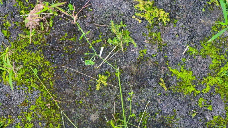Mossy Concrete and Overgrown with Wild Plants Stock Photo - Image of ...