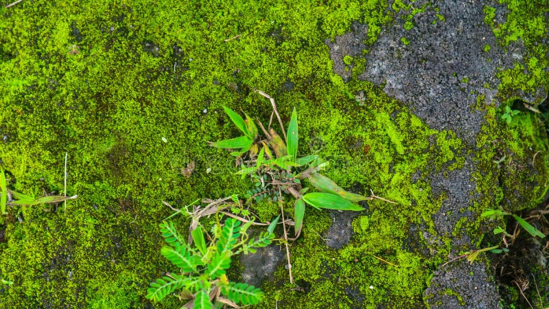 Mossy Concrete and Overgrown with Wild Plants Stock Photo - Image of ...