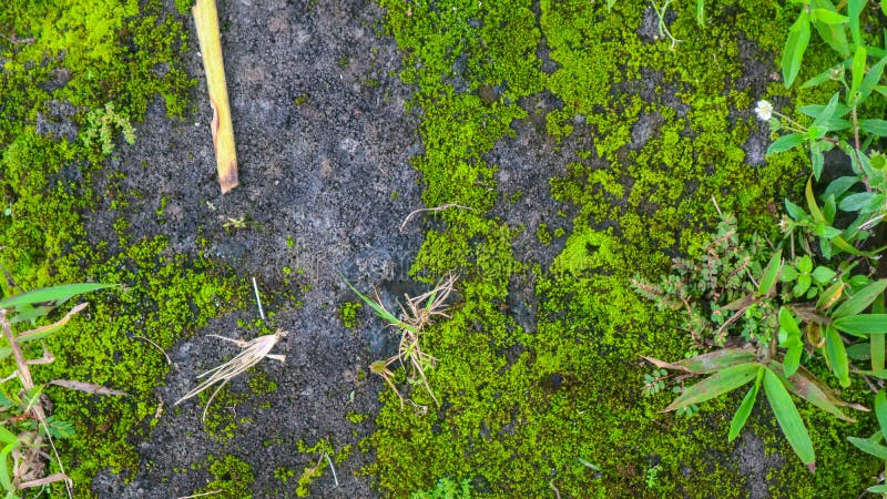 Mossy Concrete and Overgrown with Wild Plants Stock Image - Image of ...