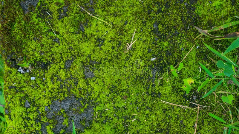 Mossy Concrete and Overgrown with Wild Plants Stock Image - Image of ...