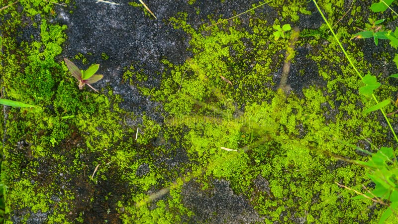 Mossy Concrete and Overgrown with Wild Plants Stock Photo - Image of ...