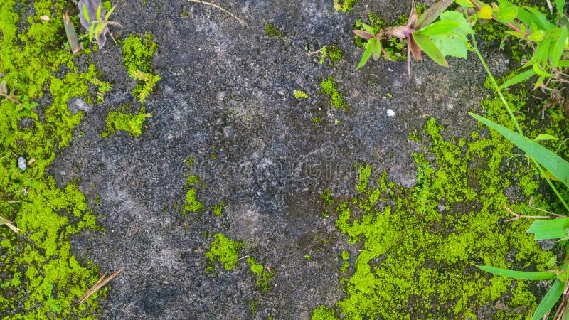 Mossy Concrete and Overgrown with Wild Plants Stock Image - Image of ...
