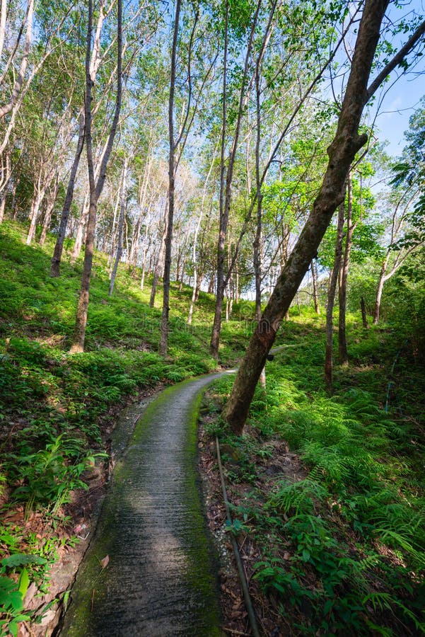 Mossy Concrete Path through the Country Side Stock Photo - Image of ...