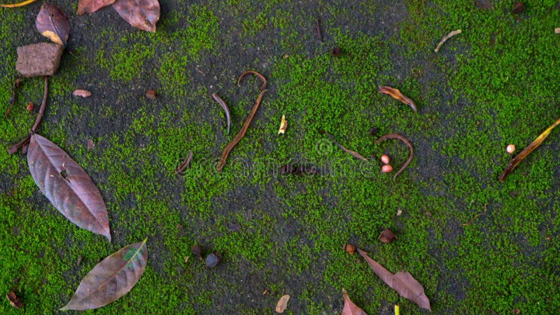 Mossy Concrete Road Texture with Fall Leaves Stock Image - Image of ...