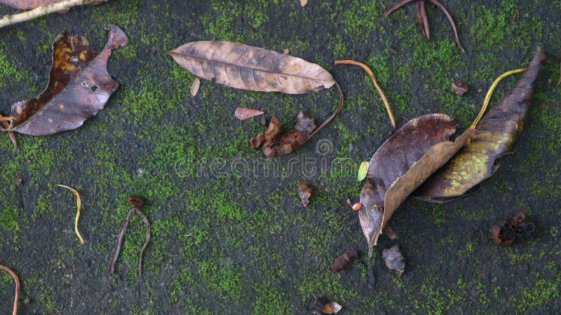 Mossy Concrete Road Texture with Fall Leaves Stock Image - Image of ...