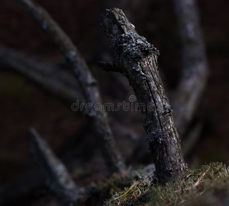 Mossy Dead Branch Tree. As Bone Stock Image - Image of dead, soil ...