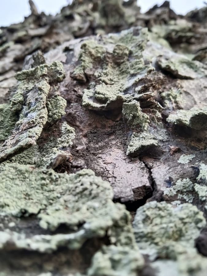 Mossy dry tree bark stock image. Image of flowers, chinese - 220289267