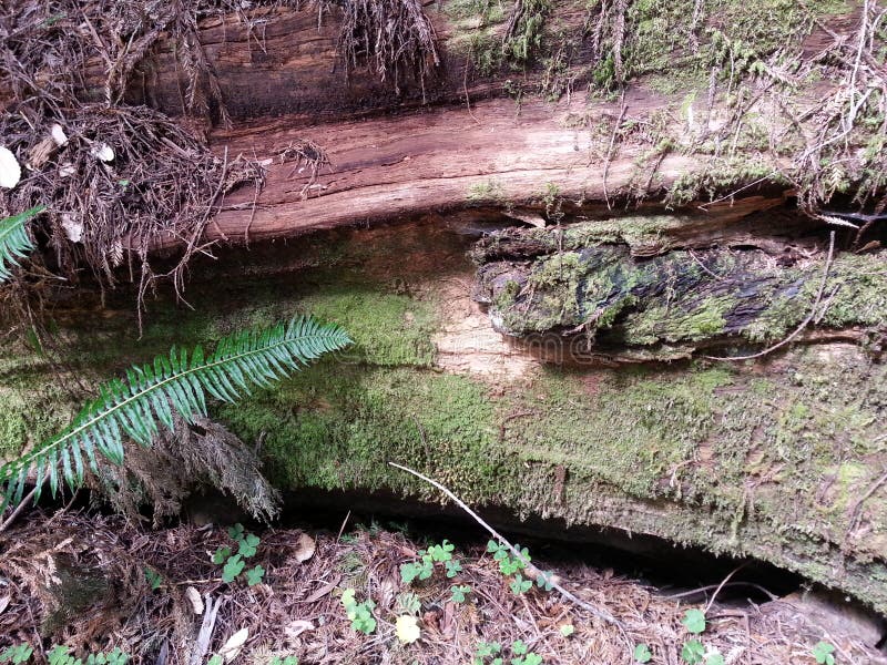 Mossy Fallen Log stock image. Image of idyllic, breathtaking - 98586993