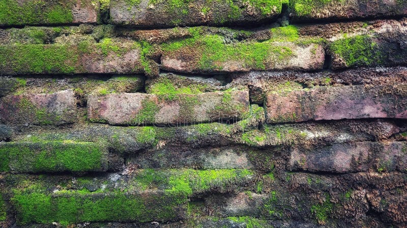 Mossy fence wall stock photo. Image of fence, house - 355408350