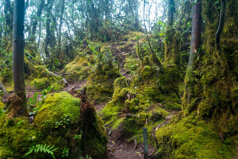 Mossy Forest in Cameron Highlands Stock Photo - Image of lichen ...