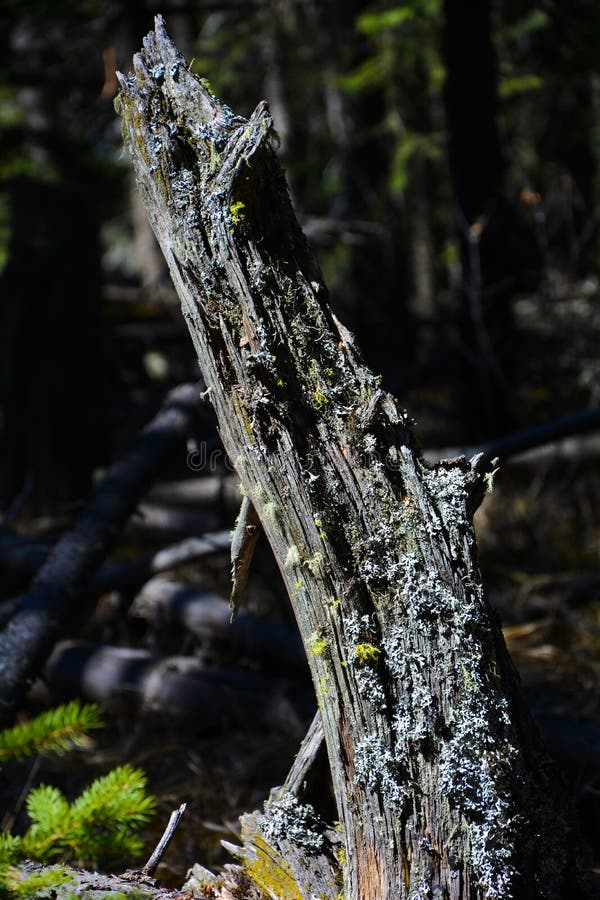 Mossy Forest stock image. Image of moss, canadian, fresh - 49753823