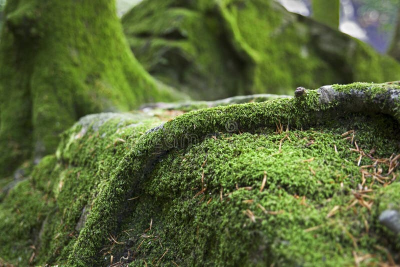 Mossy Forest Ground stock photo. Image of conservation - 32439404