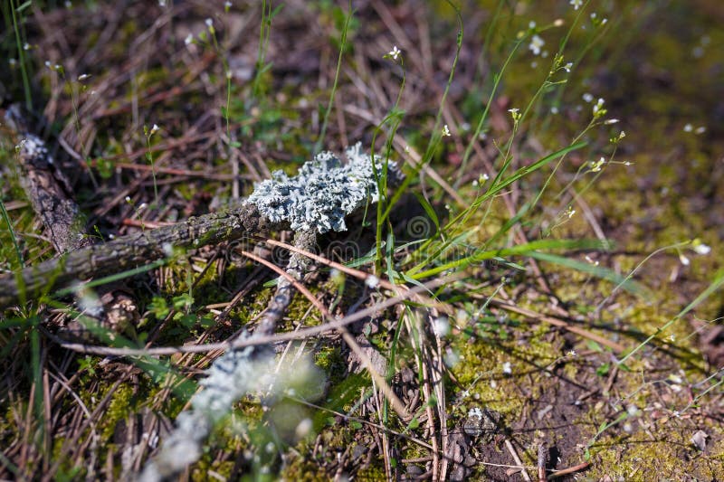 Mossy Forest Ground with Tiny Flowers, Grass and Tree Branch Covered ...