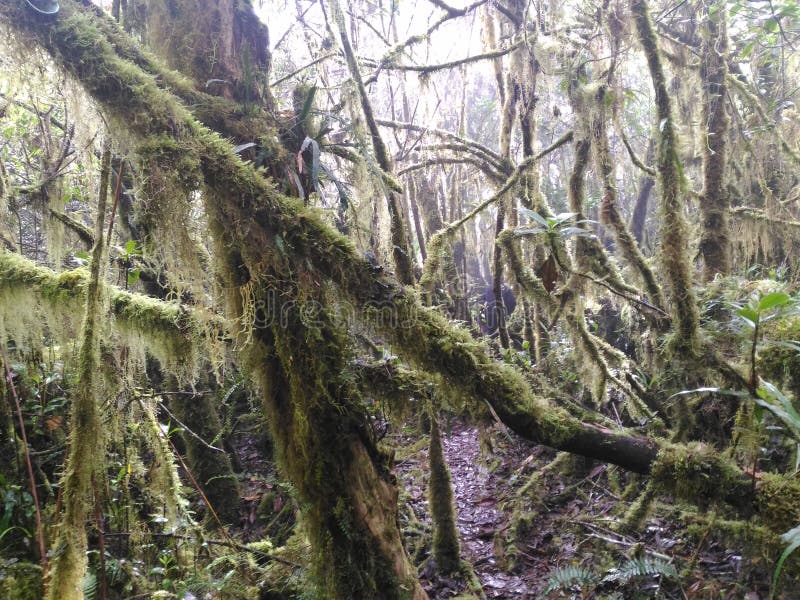 Mossy forest stock photo. Image of wild, mountain, philippines - 87515696