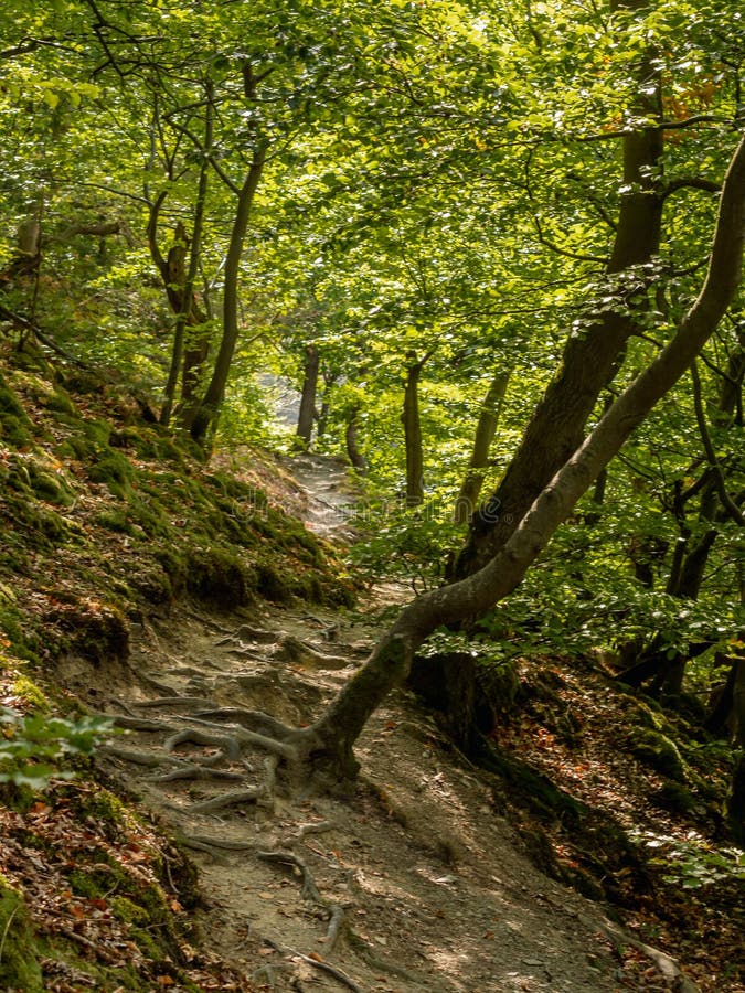Mossy Forest Path of the Rheinsteig Trail in Germany Stock Image ...