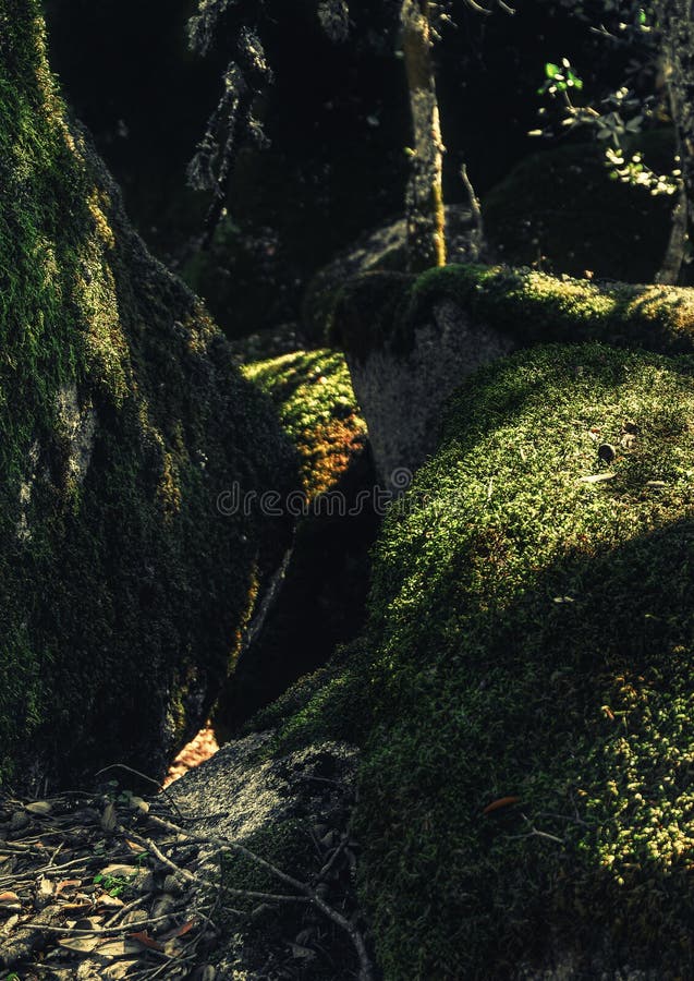A Mossy Forest with a Small Opening in the Middle Stock Photo - Image ...