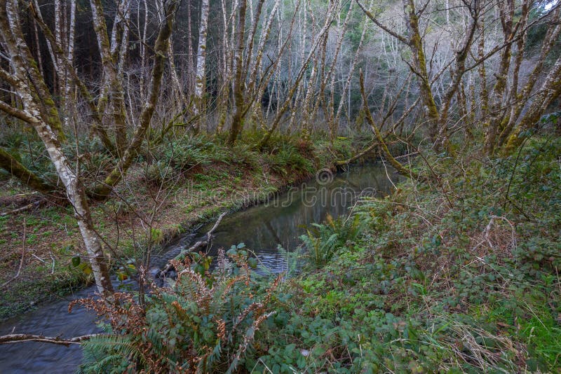 Mossy Forest and Water Stream in California Stock Image - Image of ...