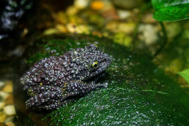 Mossy Frog stock photo. Image of water, theloderma, wild - 93766428