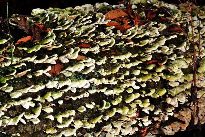 Mossy fungus stock image. Image of wood, fallen, large - 103960051