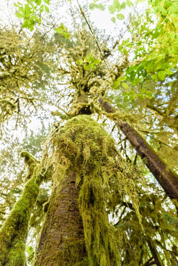 The Mossy Giants of the Pacific Northwest Stock Photo - Image of forest ...