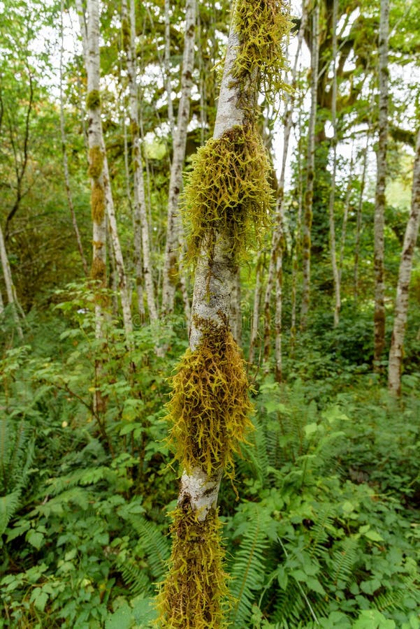 The Mossy Giants of the Pacific Northwest Stock Image - Image of foret ...