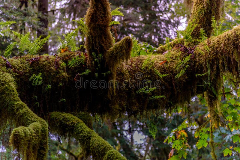 The Mossy Giants of the Pacific Northwest Stock Photo - Image of forest ...