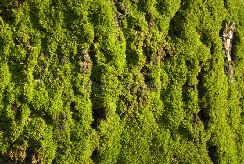 Mossy green stock image. Image of morning, tree, green - 4512619