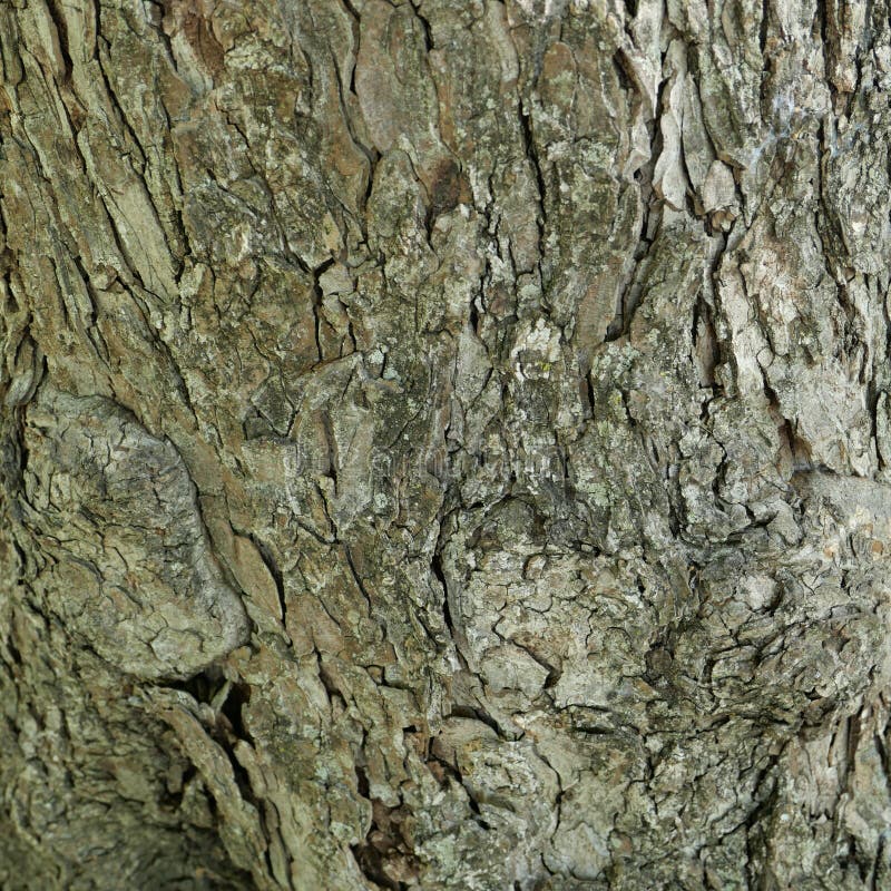 Mossy Green Hardwood Tree Bark Texture Stock Image - Image of green ...