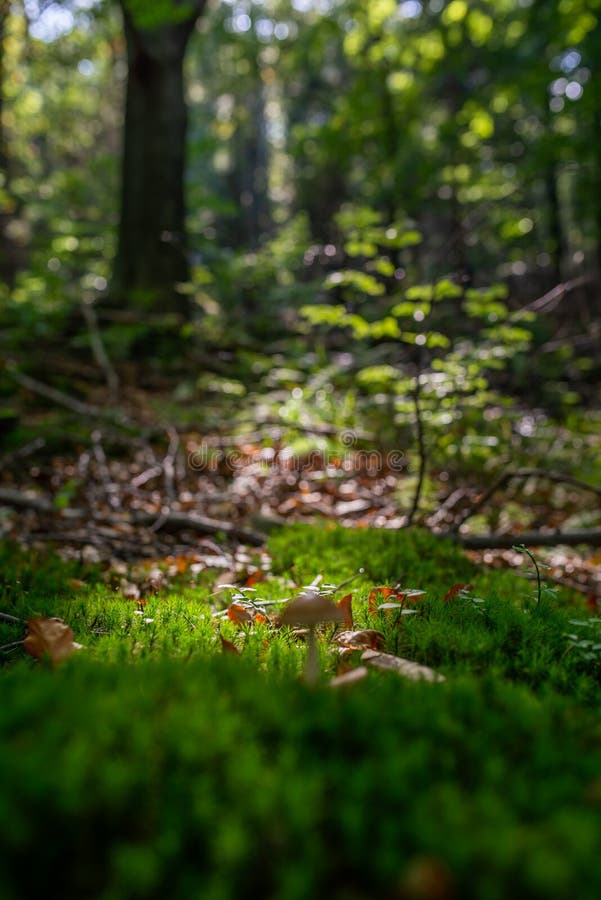 Mossy Green Meadow in Autumn Forest with Sunlight Stock Image - Image ...