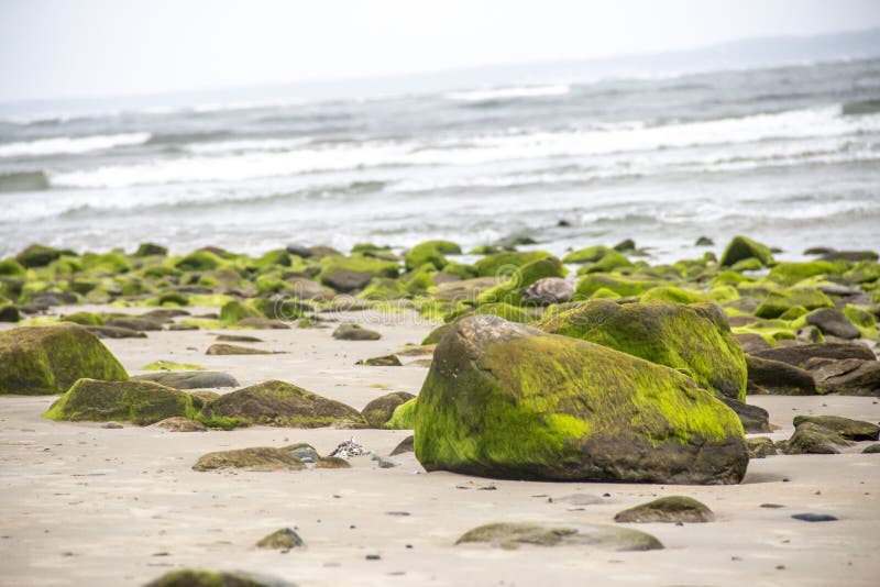 Mossy Green Rocks on the Coast at the Ocean Stock Photo - Image of ...
