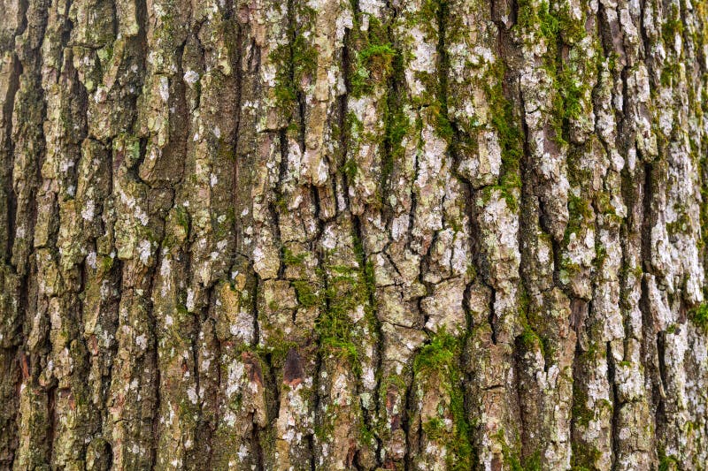 Mossy Green Texture of German Oak Bark Pattern for Background Stock ...