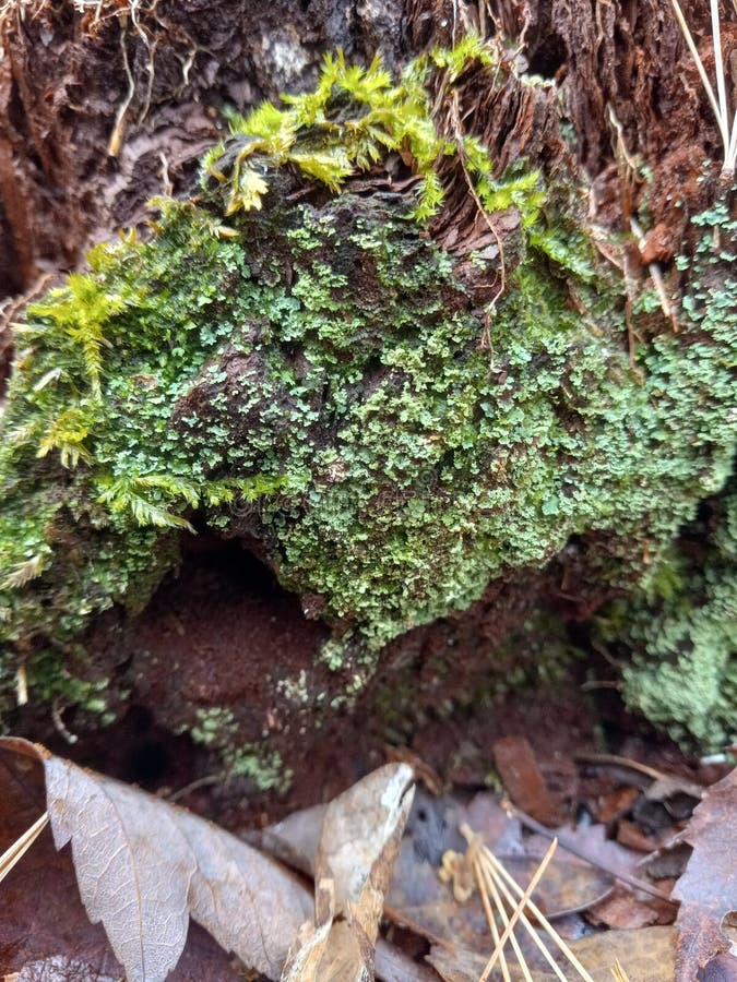 Mossy green tree stump stock image. Image of trunk, moss - 232927173