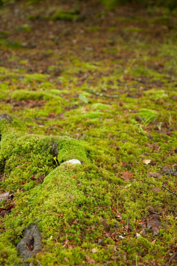 Green Moss Patch stock image. Image of patch, green, small - 66912365