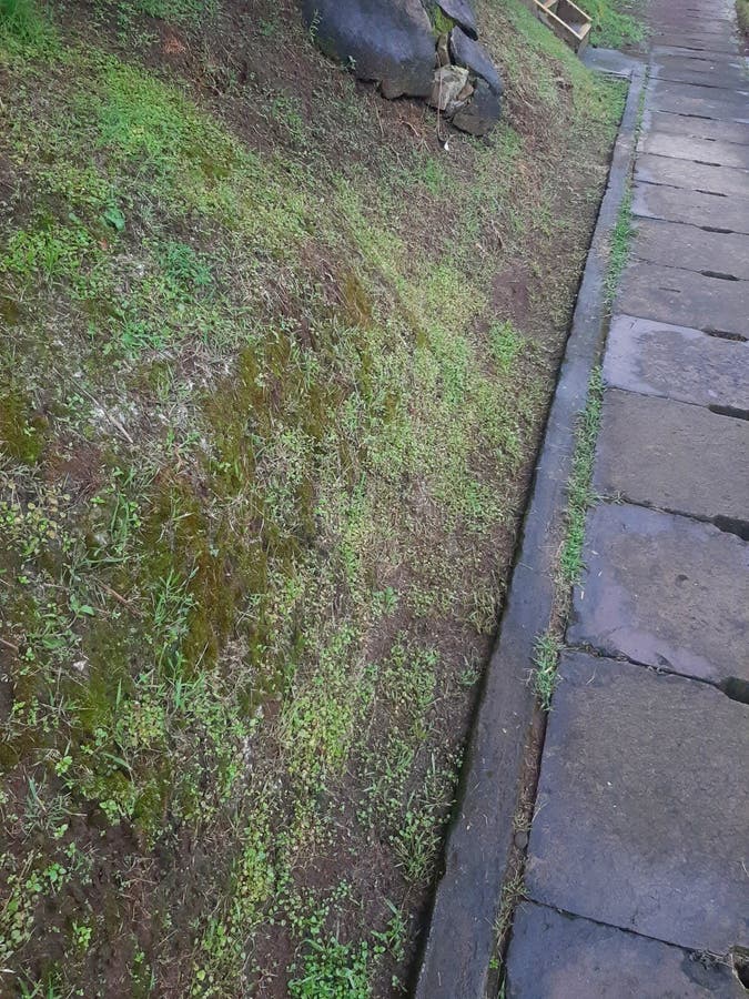 Mossy Ground Background and Footpath Stock Photo - Image of plant, path ...