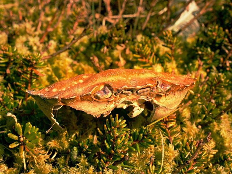 Mossy Ground with Broken Crab Armor. Empty Dry Crab Shell, the Crab ...