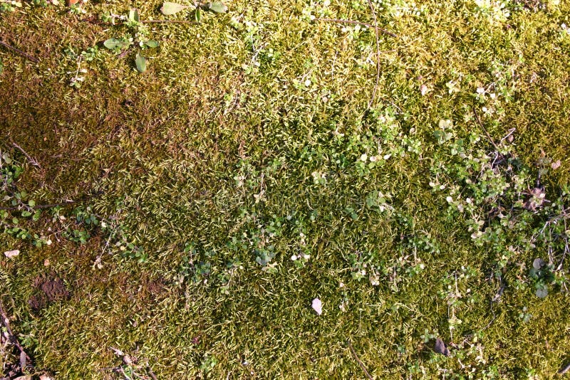 Mossy Ground Cover Picture. Image: 180965