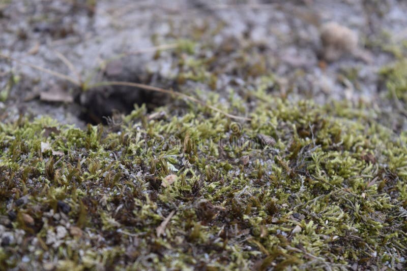 Mossy Ground Cover stock photo. Image of hiding, green - 59272512