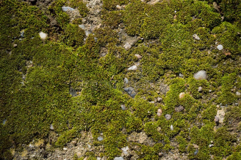 Mossy ground stock image. Image of close, green, freshness - 87612365
