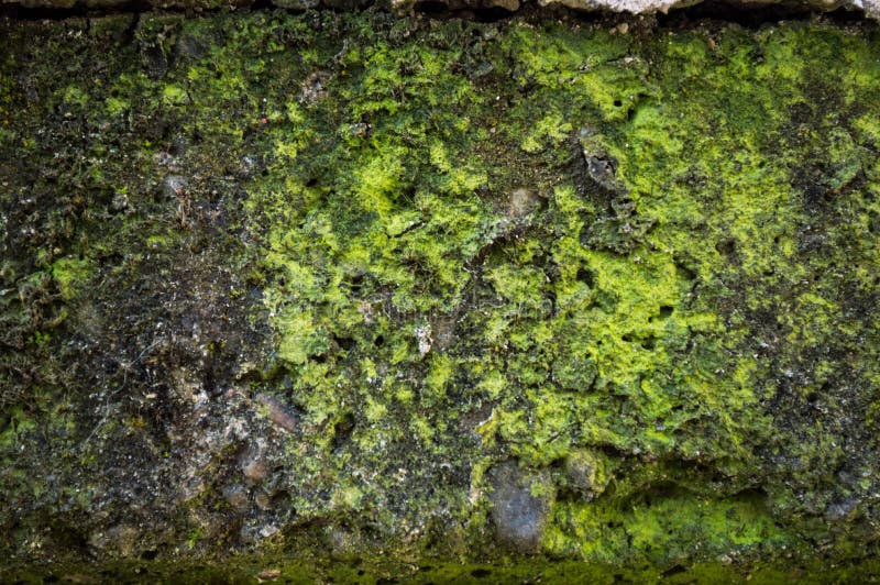 Mossy ground stock photo. Image of plant, park, pattern - 87612596