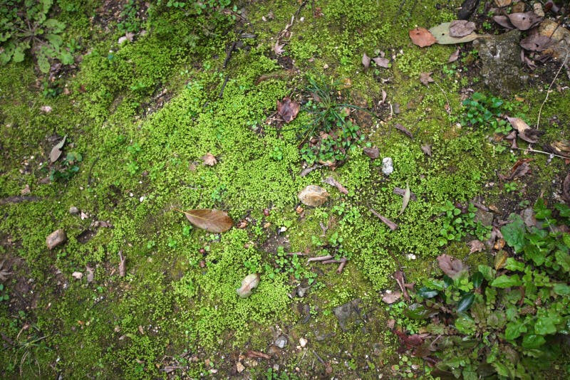 Mossy Ground stock image. Image of moss, background, green - 15782291