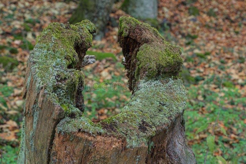 Mossy, Hollowed Out, Half Rotten Tree Stump Along the Way. Stock Photo ...
