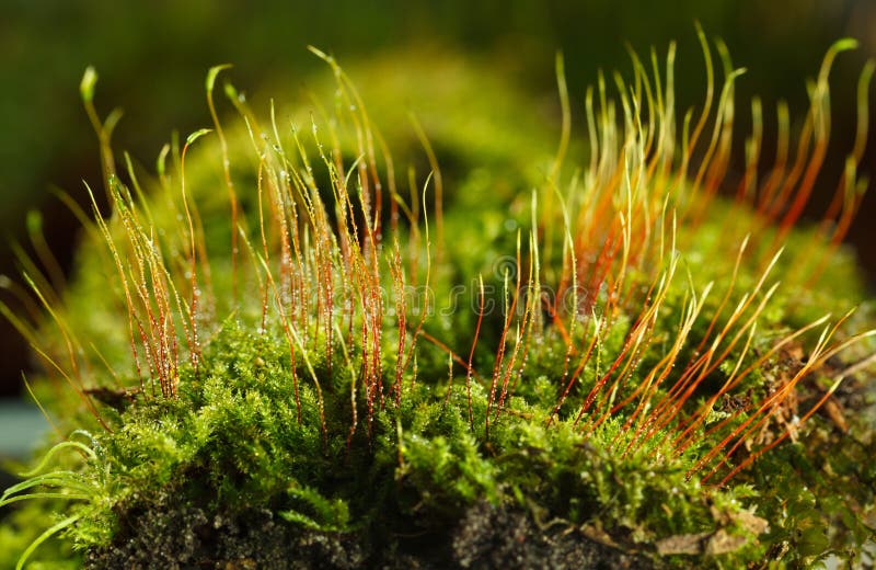 Mossy hummock stock photo. Image of haircap, detail, lush - 89304532