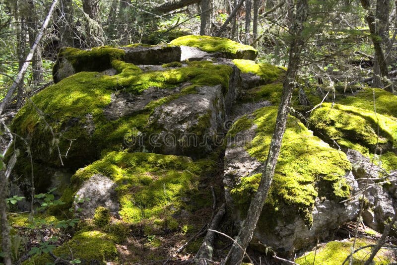 Mossy Large Rocks in a Magic Forest Stock Photo - Image of period ...