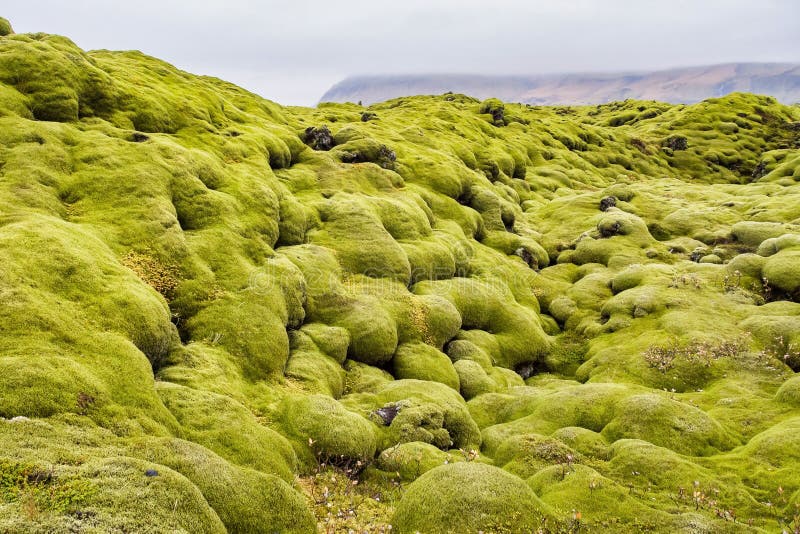 The Mossy Lava Fields Near Vik in Iceland Stock Image - Image of ...