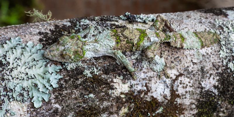 Mossy Leaf-tailed Gecko / Uroplatus Sikorae Stock Image - Image of ...
