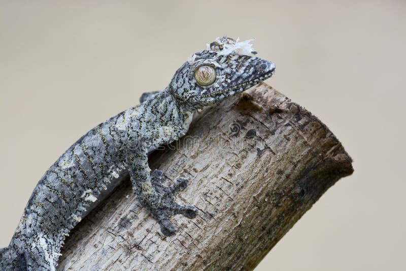 Mossy Leaf-tailed Gecko (Uroplatus Sikorae) Camouflaged Stock Image ...