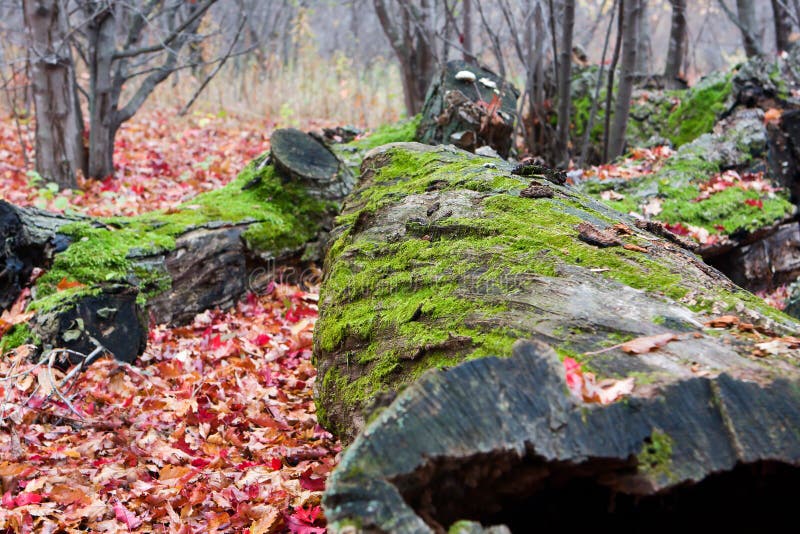 Mossy Log and Autumn Colors Stock Image - Image of leaf, colors: 9777071