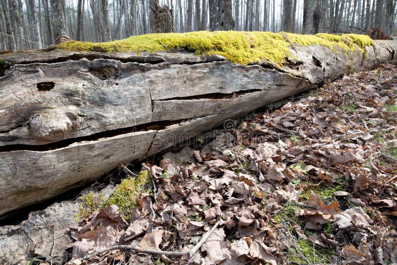 Mossy Log stock photo. Image of fallen, mossy, national - 68235362